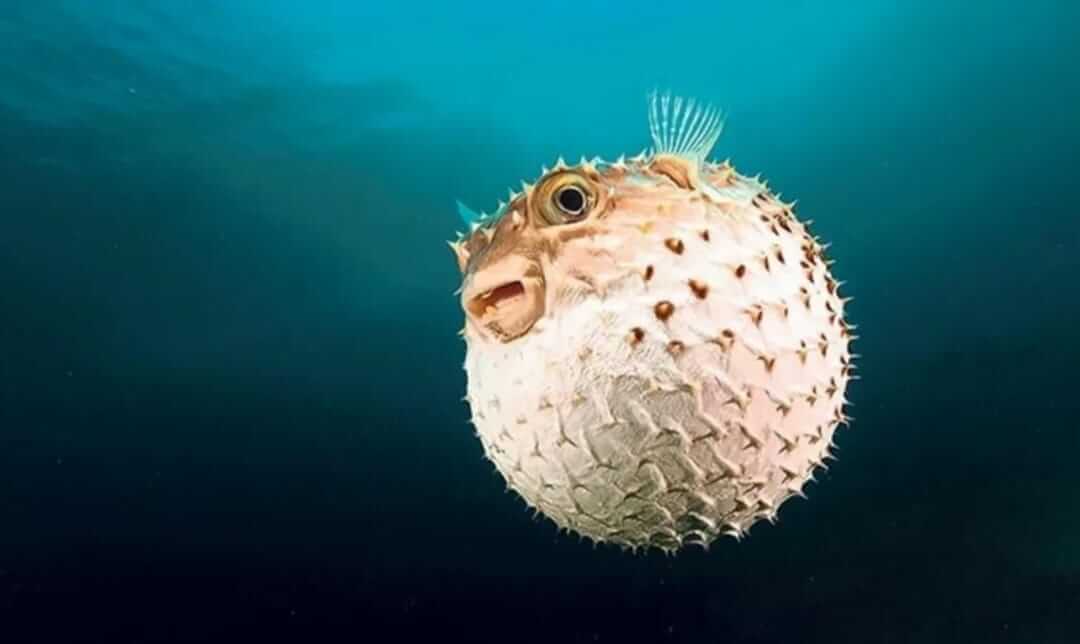 Dikkat! Bu besinleri tüketirken ölebilirsiniz: İşte dünyanın en ...